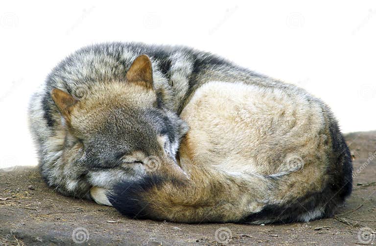 Sleeping wolf stock photo. Image of fauna, wolf, mammal - 5502246