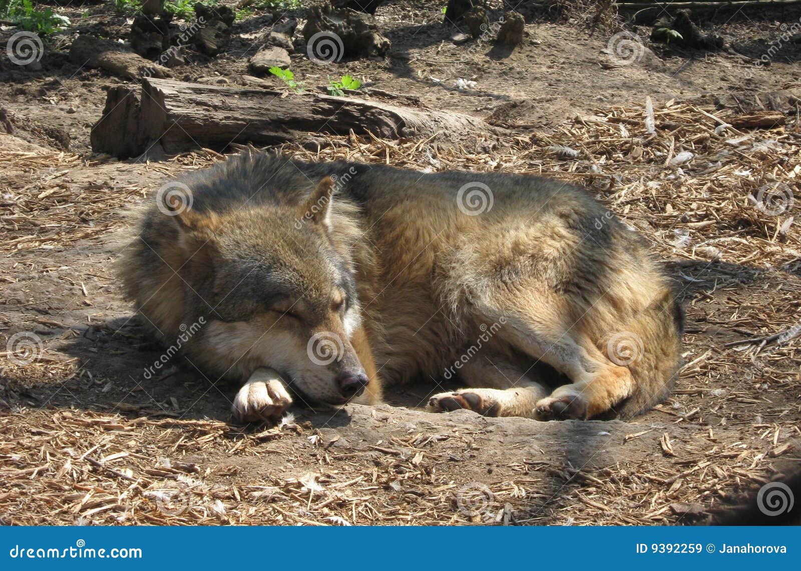 Sleeping wolf stock image. Image of prison, nature, satisfied - 9392259