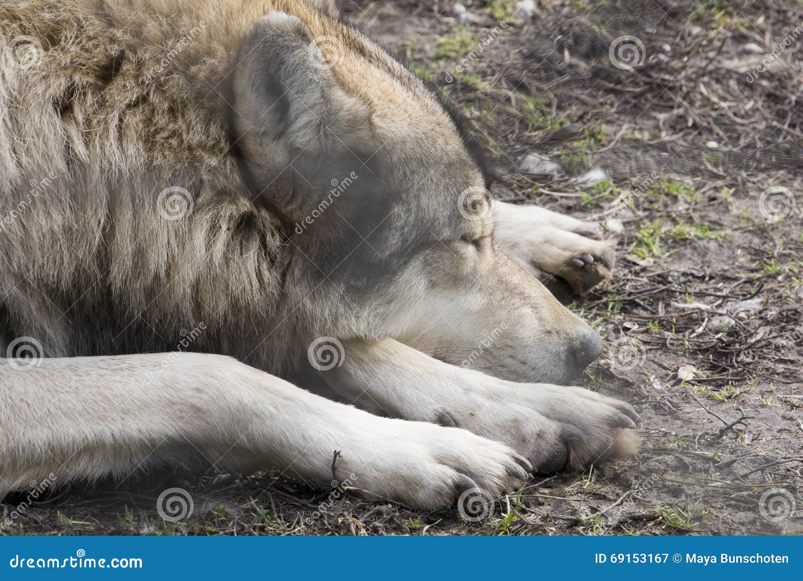 Sleeping Wolf In The Cage At Zoo Royalty-Free Stock Photography ...