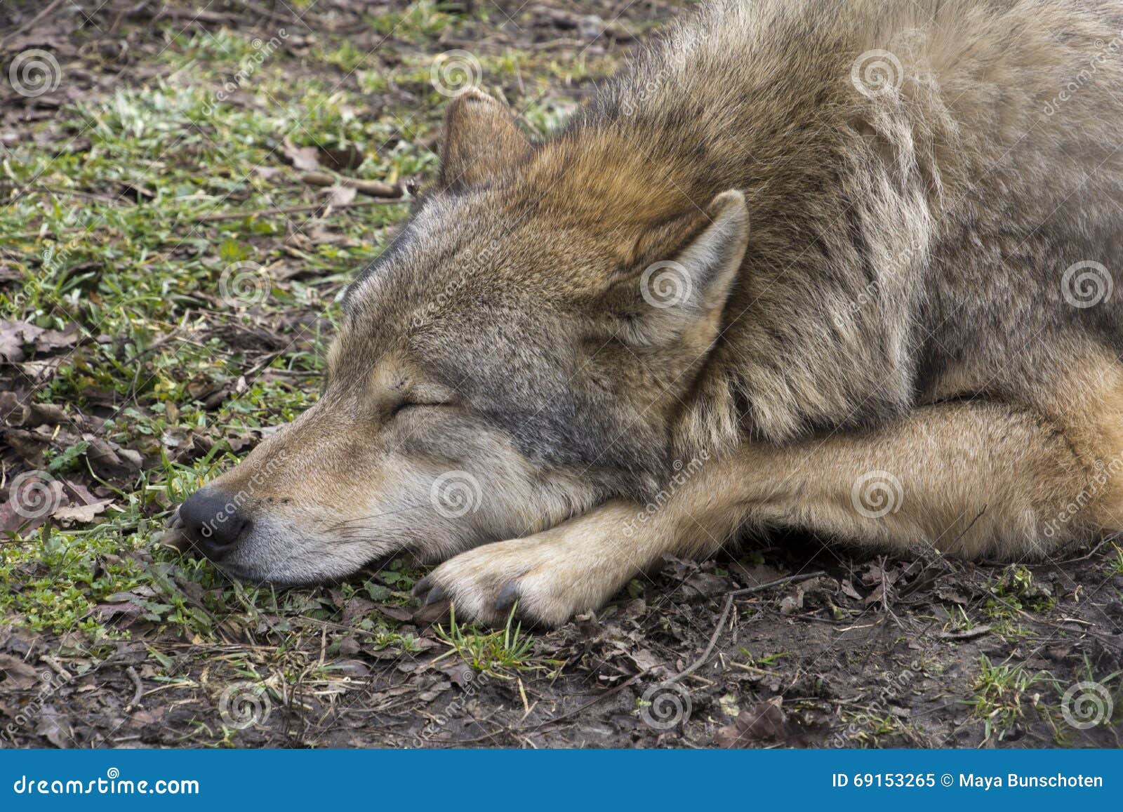 Sleeping Wolf Stock Photos - Download 585 Royalty Free Photos
