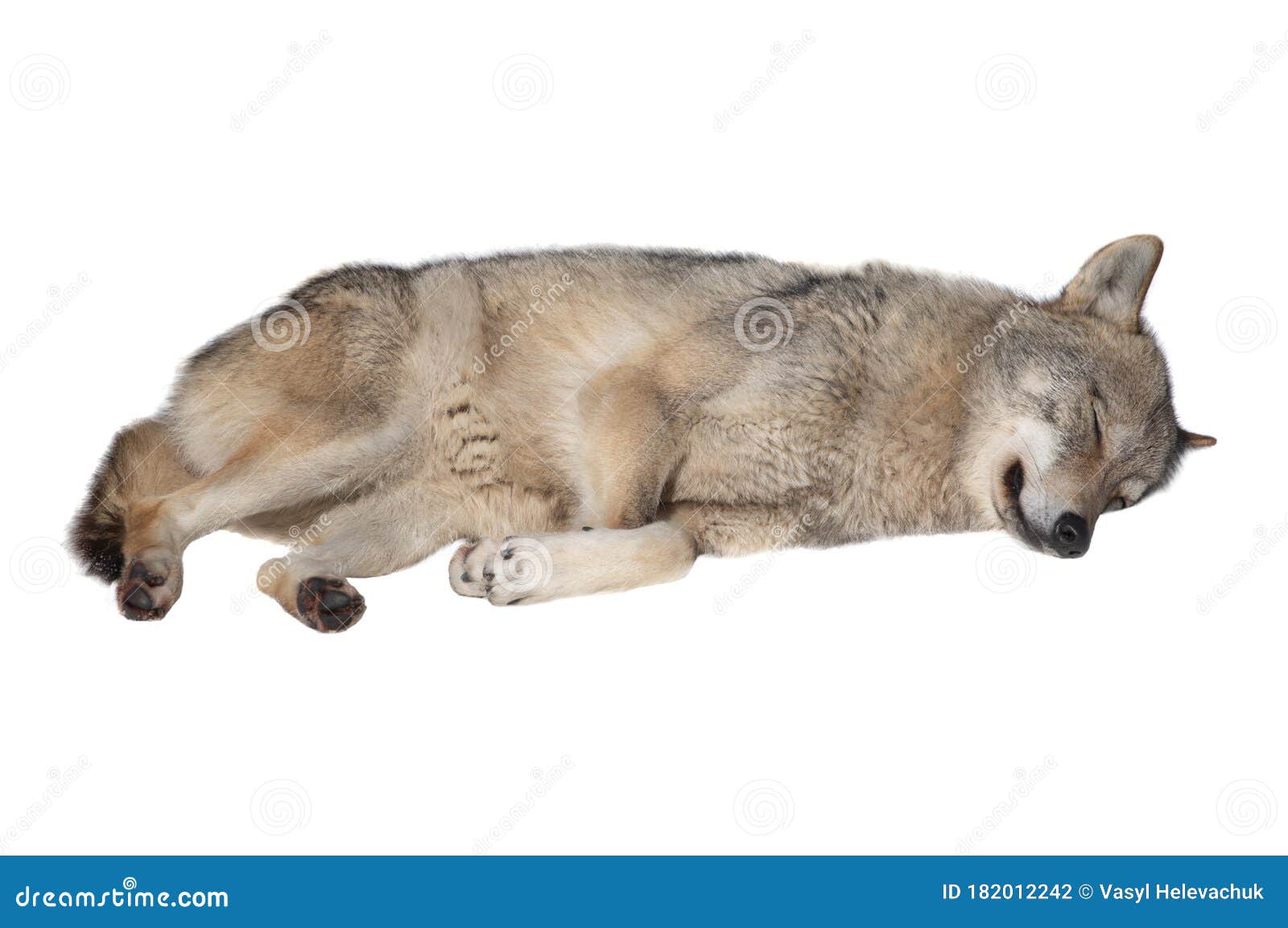962 Sleeping Wolf Stock Photos - Free & Royalty-Free Stock Photos from ...