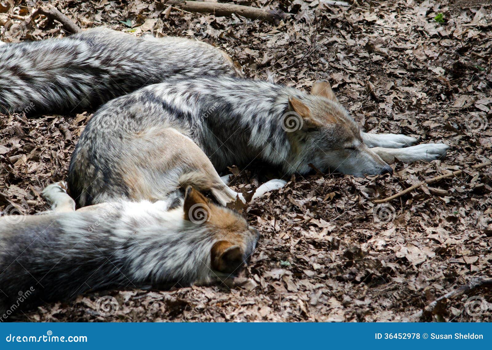 Do Wolves Sleep As Much As Dogs