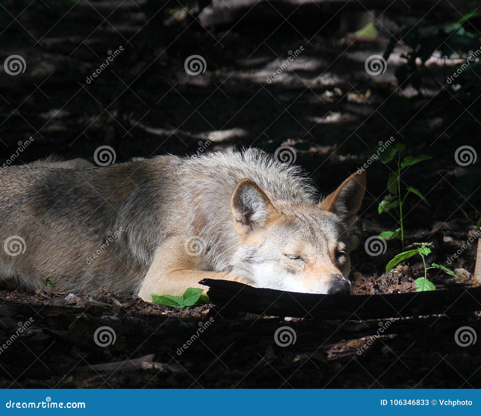 The sleeping wolf stock image. Image of ecology, grey - 106346833