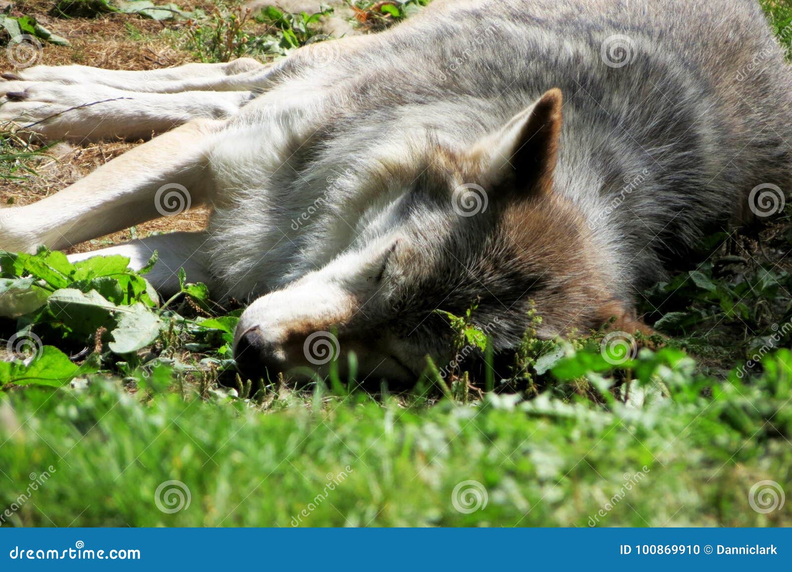 Sleeping Wolf stock photo. Image of mammal, wildlife - 100869910