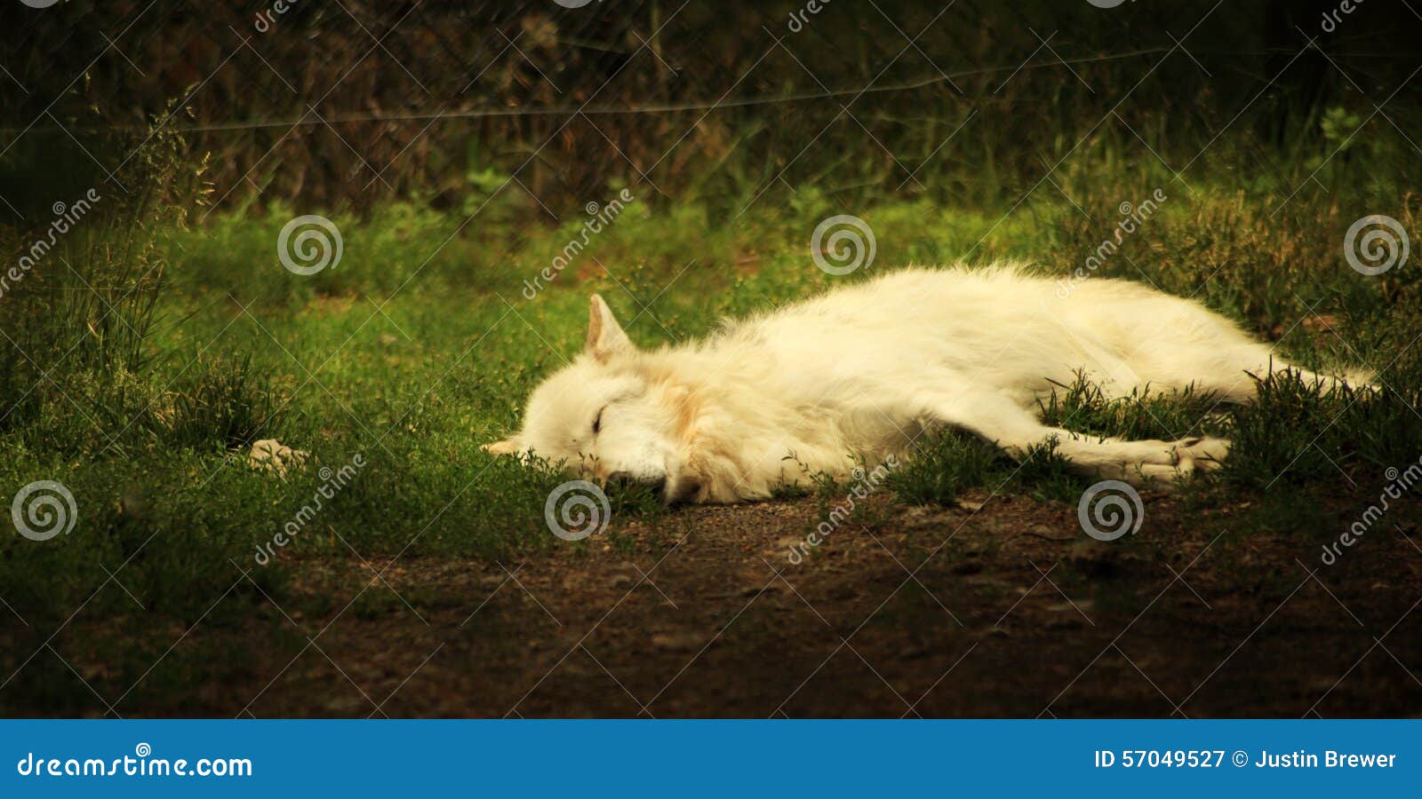 Sleeping Wolves (Part 1) stock image. Image of yellowstone - 57049527