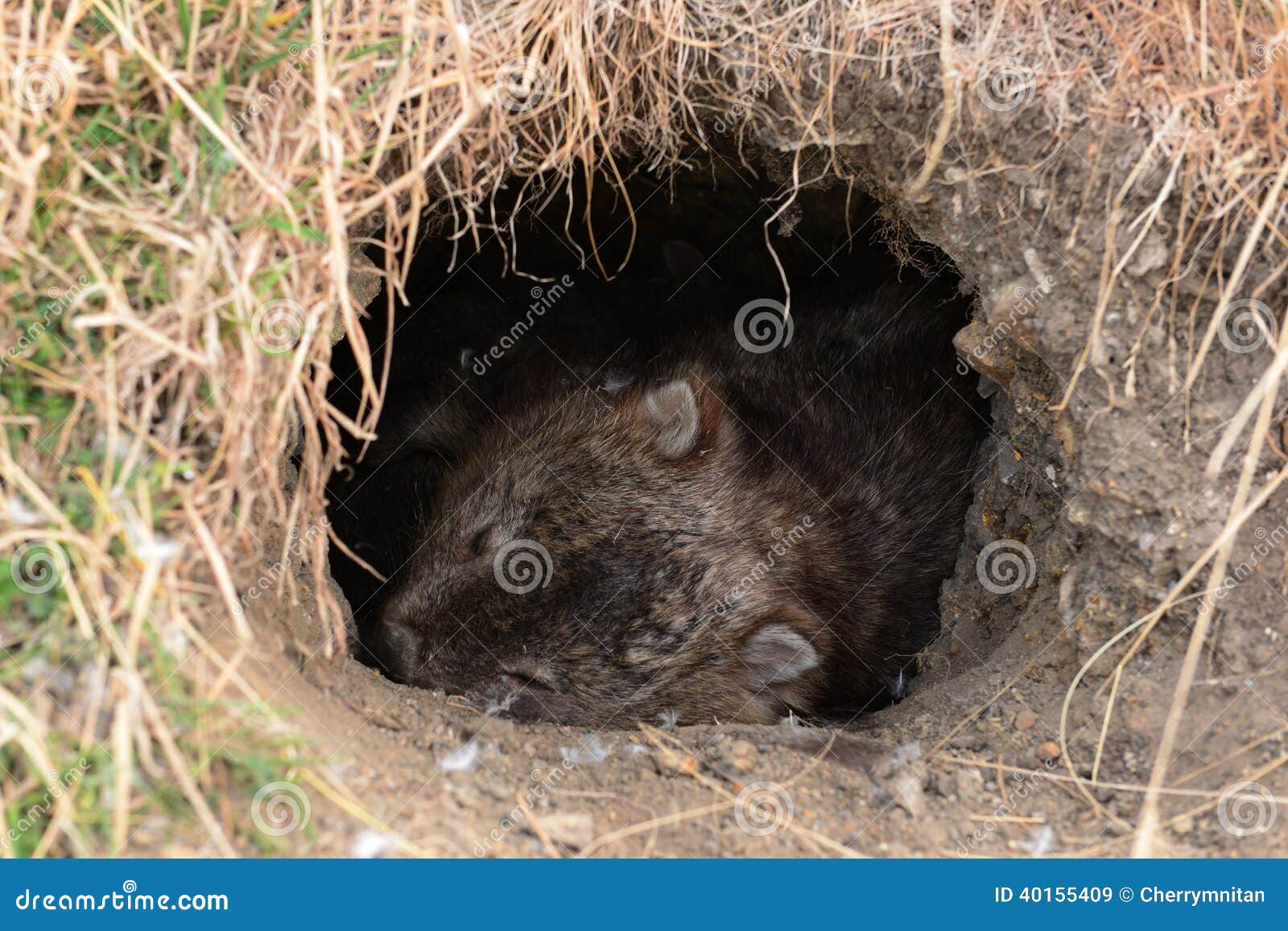 Sleeping Wombat stock image. Image of travel, maria, ground - 40155409