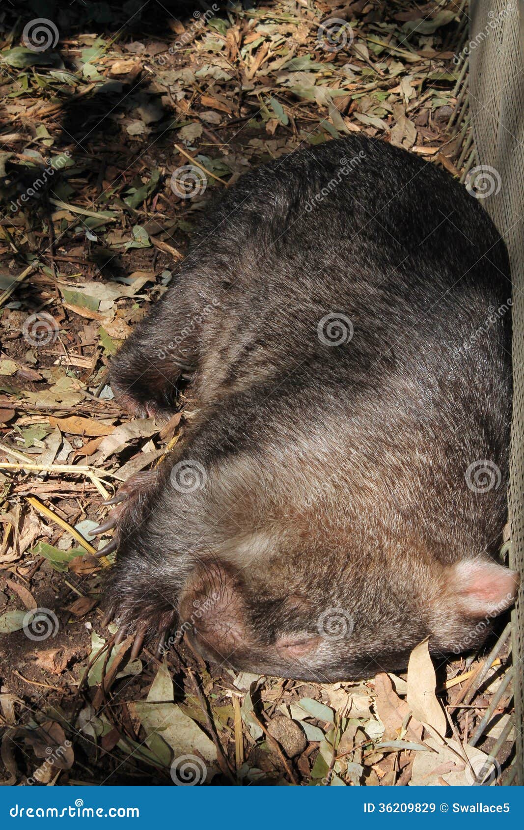 Sleeping Wombat stock image. Image of marsupial, wombat - 36209829
