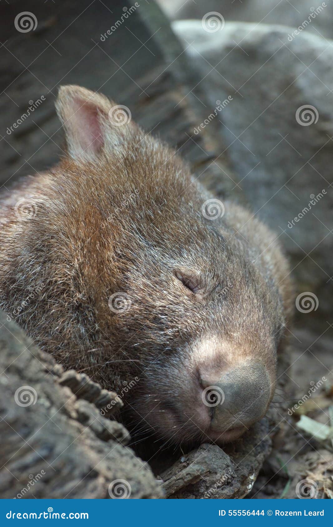 Sleeping wombat stock photo. Image of adorable, wild - 55556444