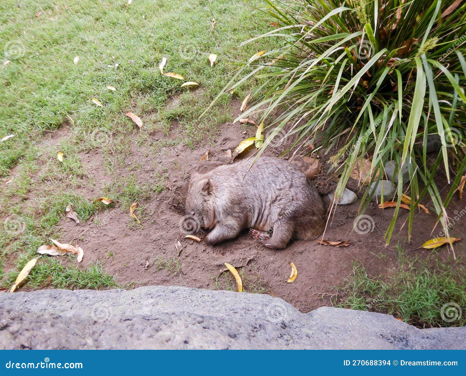 Sleeping wombat stock photo. Image of australian, haired - 270688394