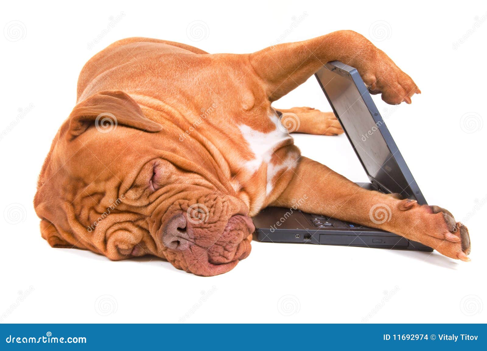 Sleeping at work stock photo. Image of online, animal - 11692974