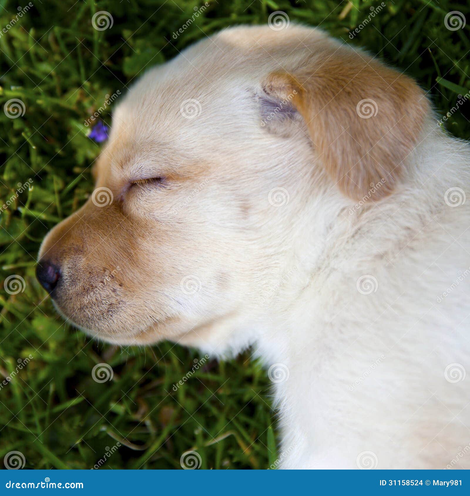 Sleeping Yellow Lab stock photo. Image of asleep, yellow - 31158524