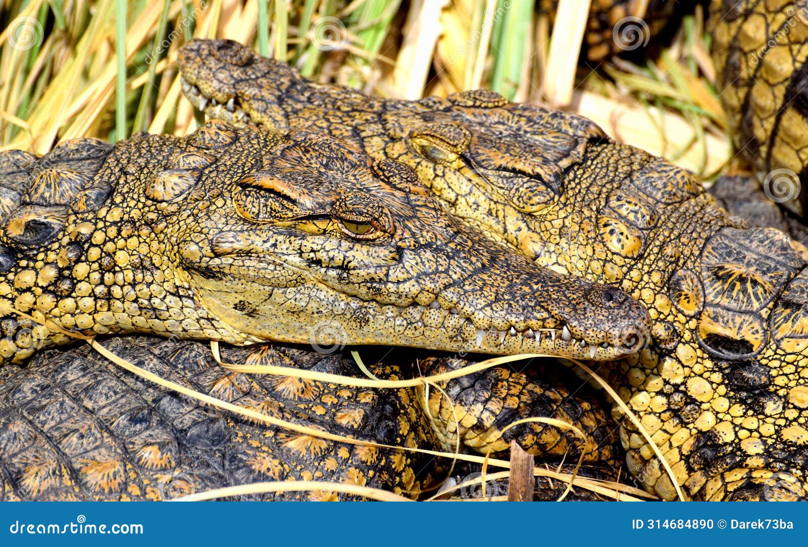 Sleeping Young Nile Crocodiles Stock Photo - Image of crocodiles, nile ...