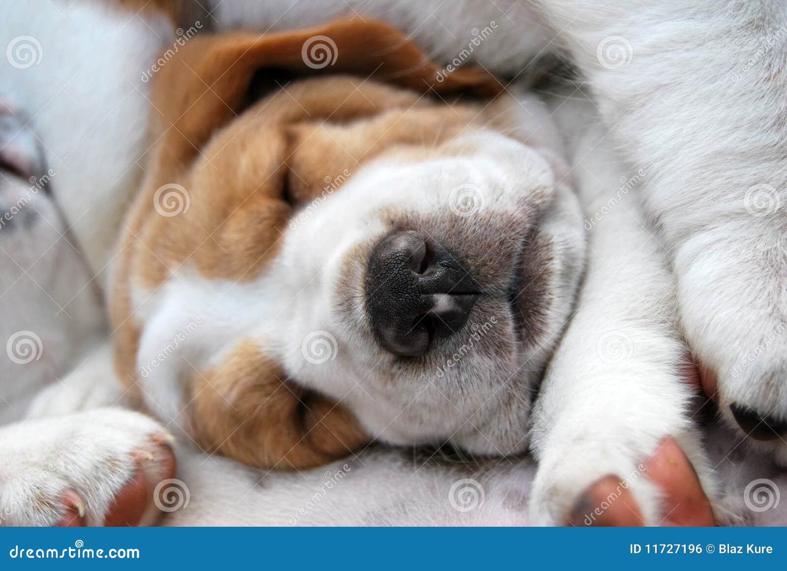Sleeping young puppy stock photo. Image of little, portrait - 11727196