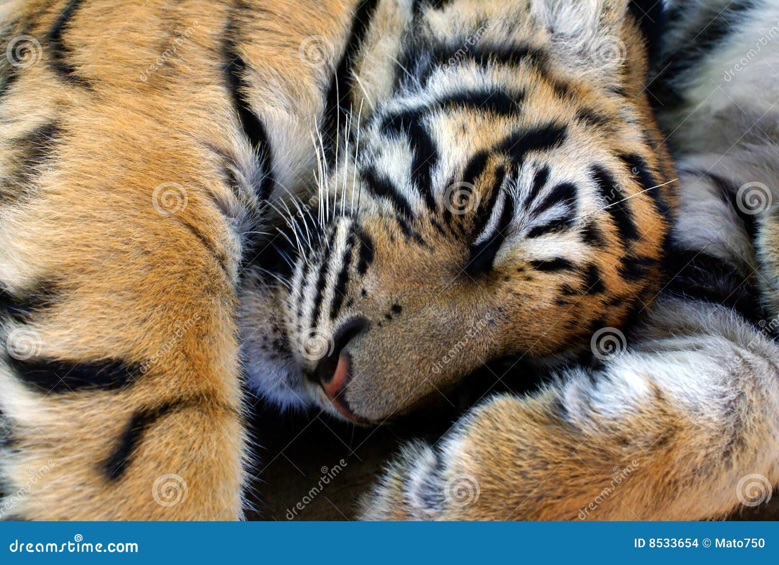 Sleeping young Tiger stock photo. Image of white, nose - 8533654
