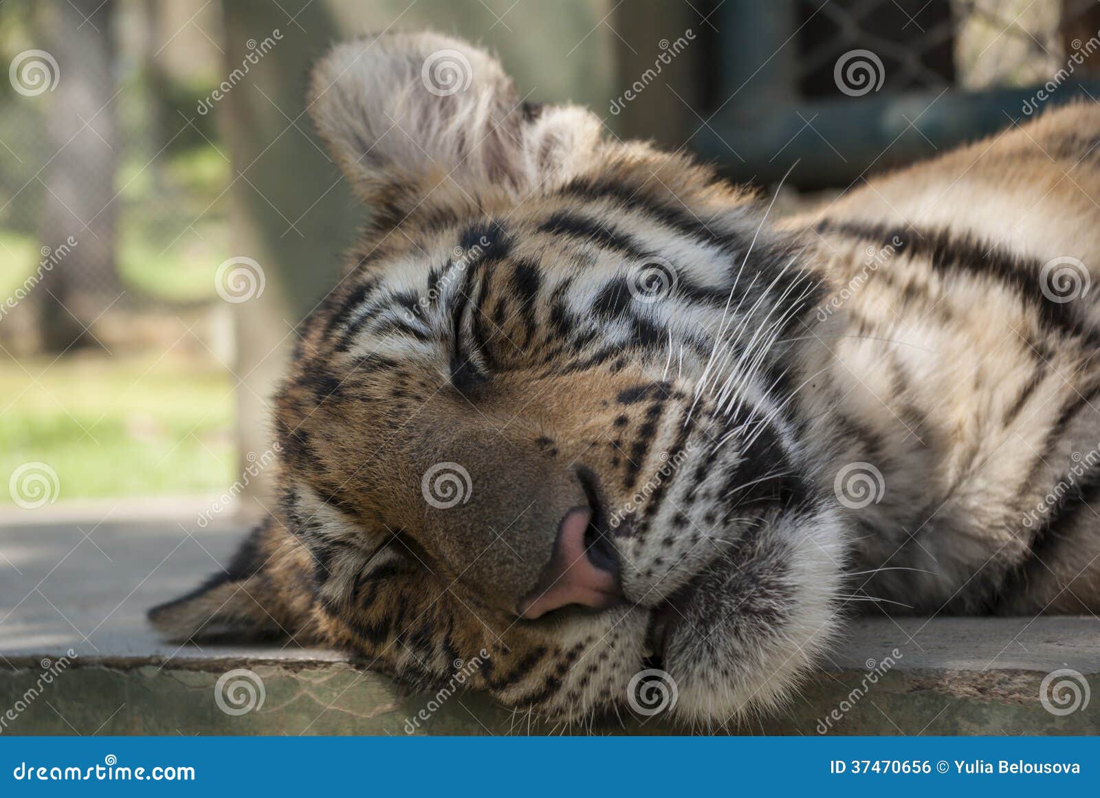Sleeping young tiger stock photo. Image of brown, detail - 37470656