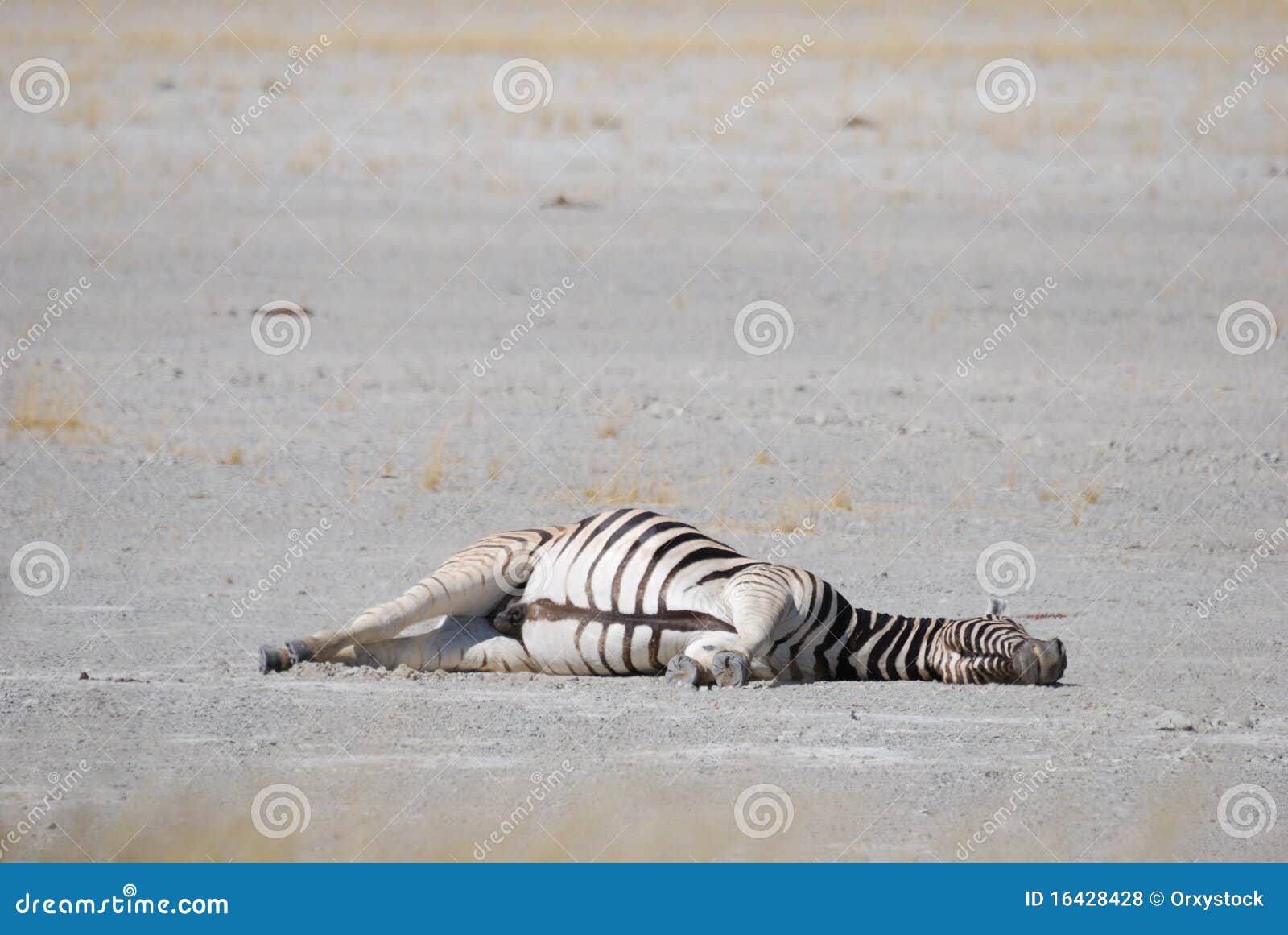 Sleeping zebra stock photo. Image of etosha, relax, tired - 16428428