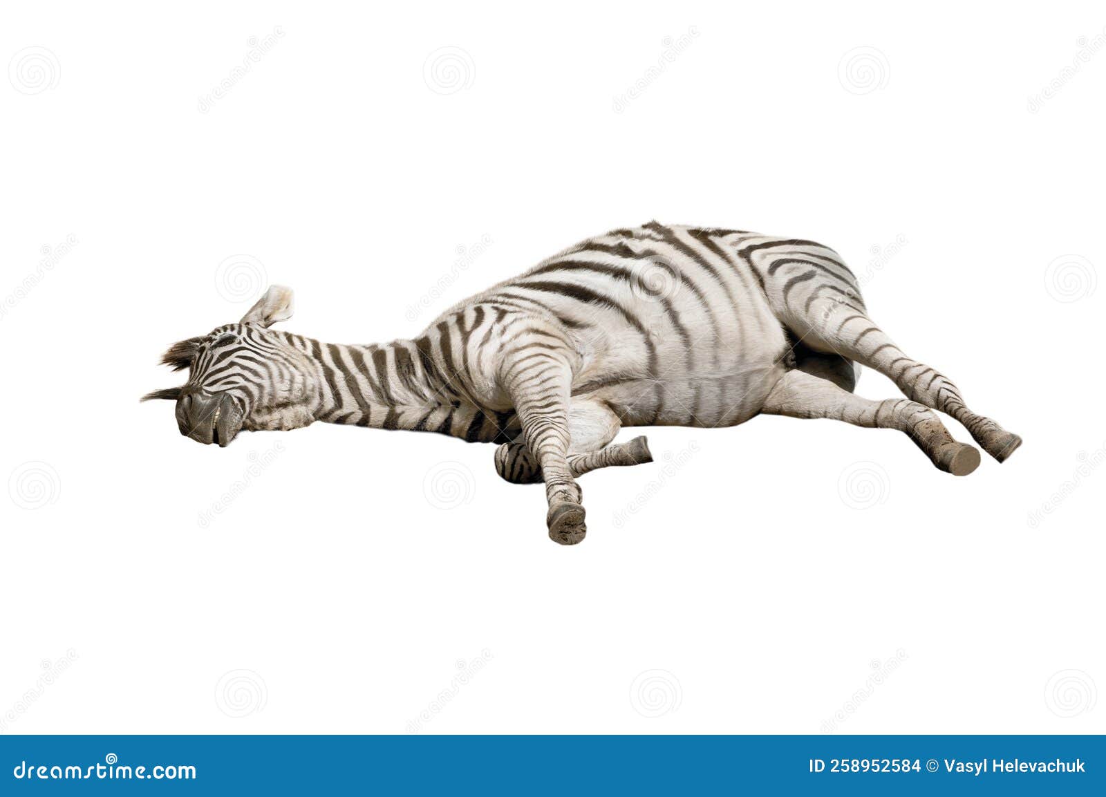 Sleeping Zebra Isolated on White Stock Photo - Image of isolated ...