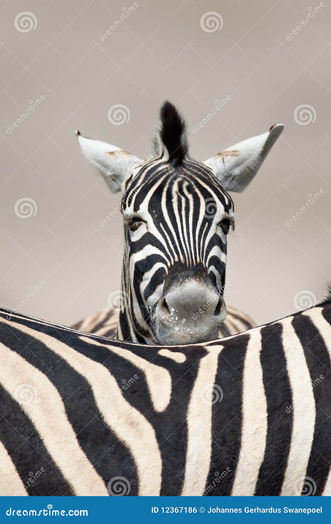 Sleeping Zebra portrait stock photo. Image of africa - 12367186