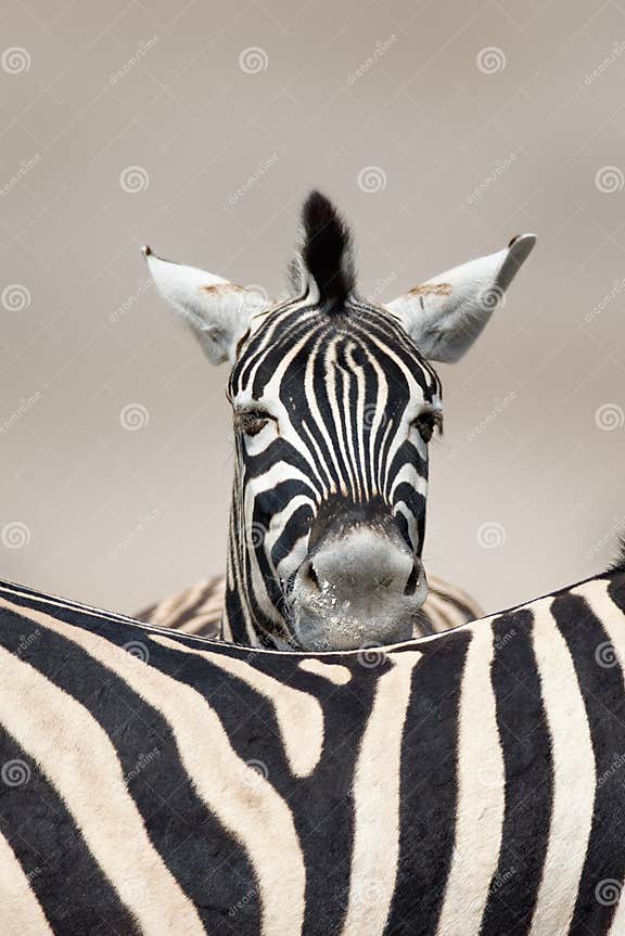 Sleeping Zebra portrait stock photo. Image of africa - 12367186