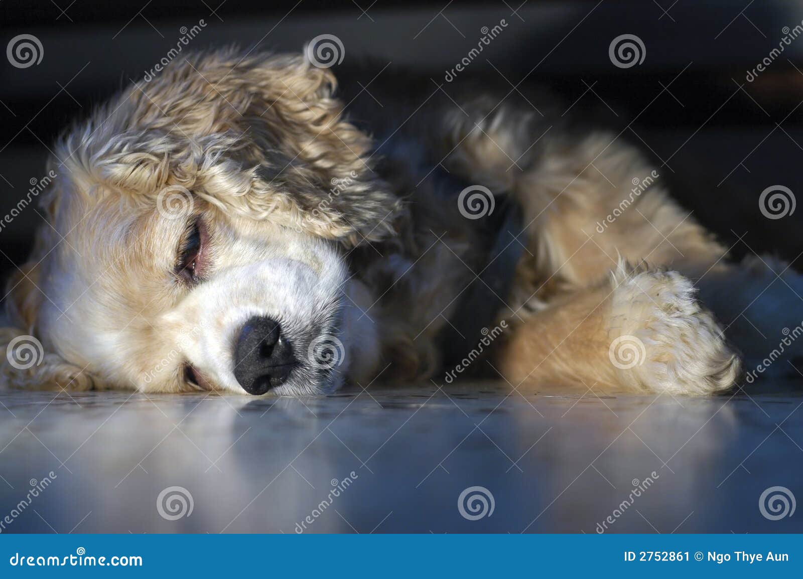 So sleepy stock image. Image of sleeping, resting, puppy - 2752861