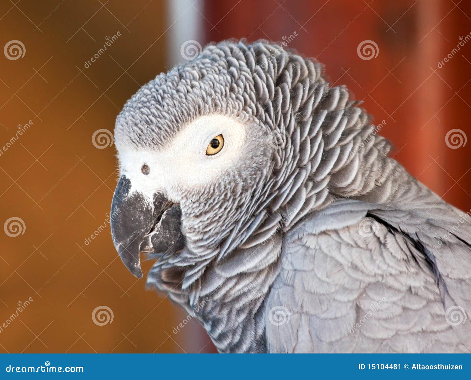 Sleepy African grey parrot stock image. Image of feathered - 15104481