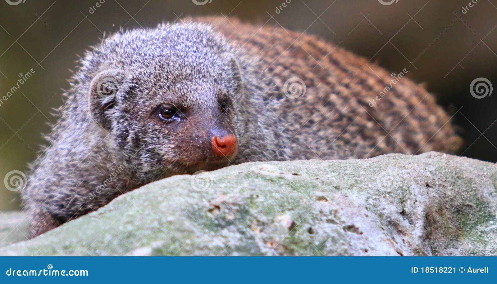 Sleepy Banded Mongoose stock image. Image of face, eyes - 18518221