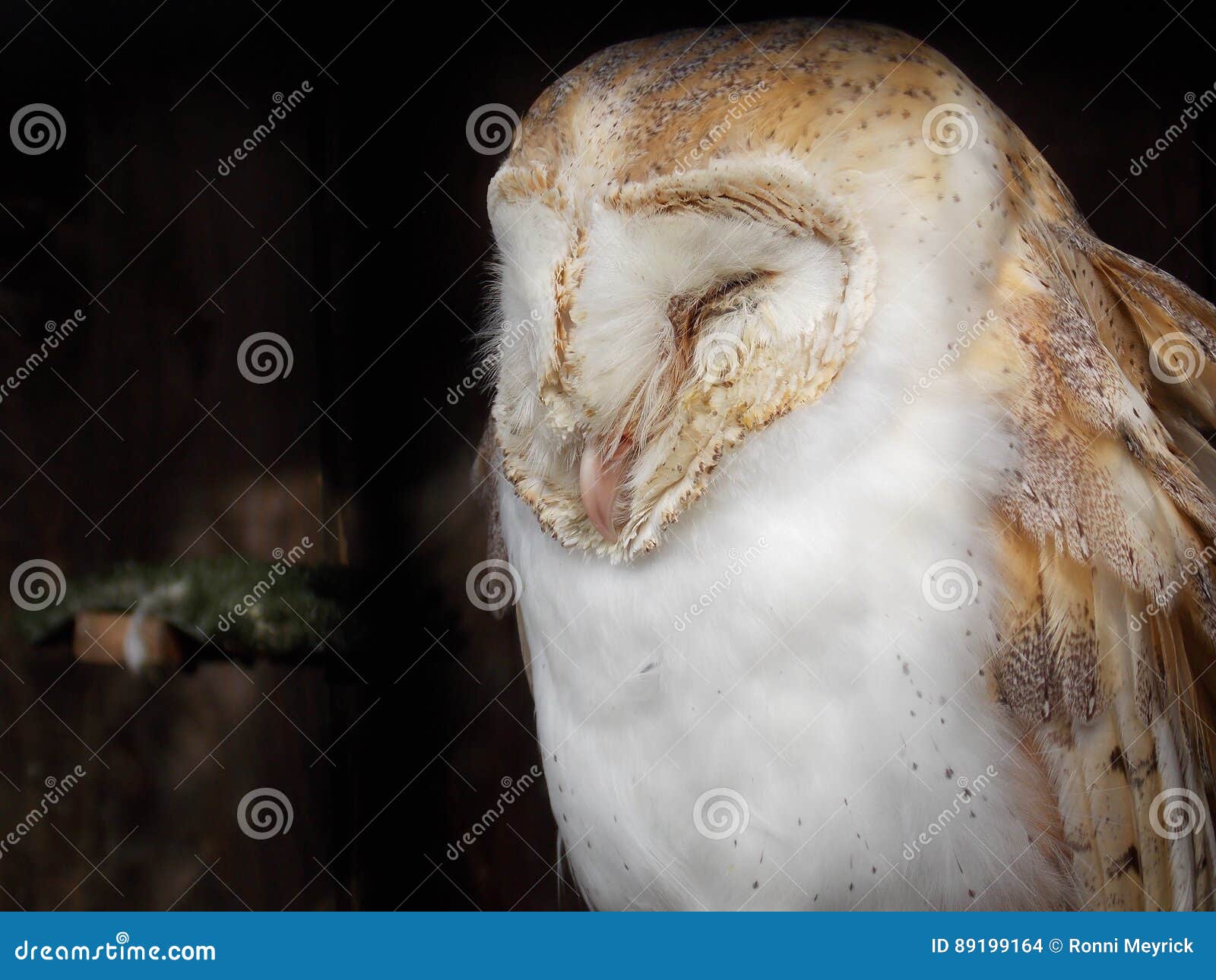 Sleepy Barn Owl stock photo. Image of asleep, barnowl - 89199164