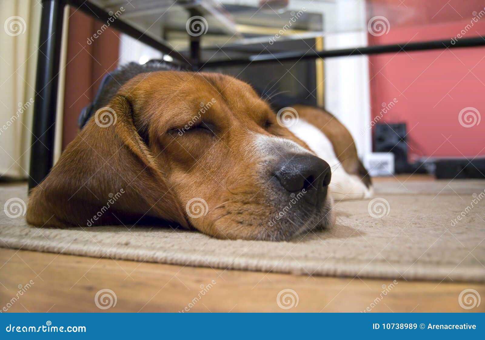 Sleepy Beagle Dog stock image. Image of portrait, canine - 10738989
