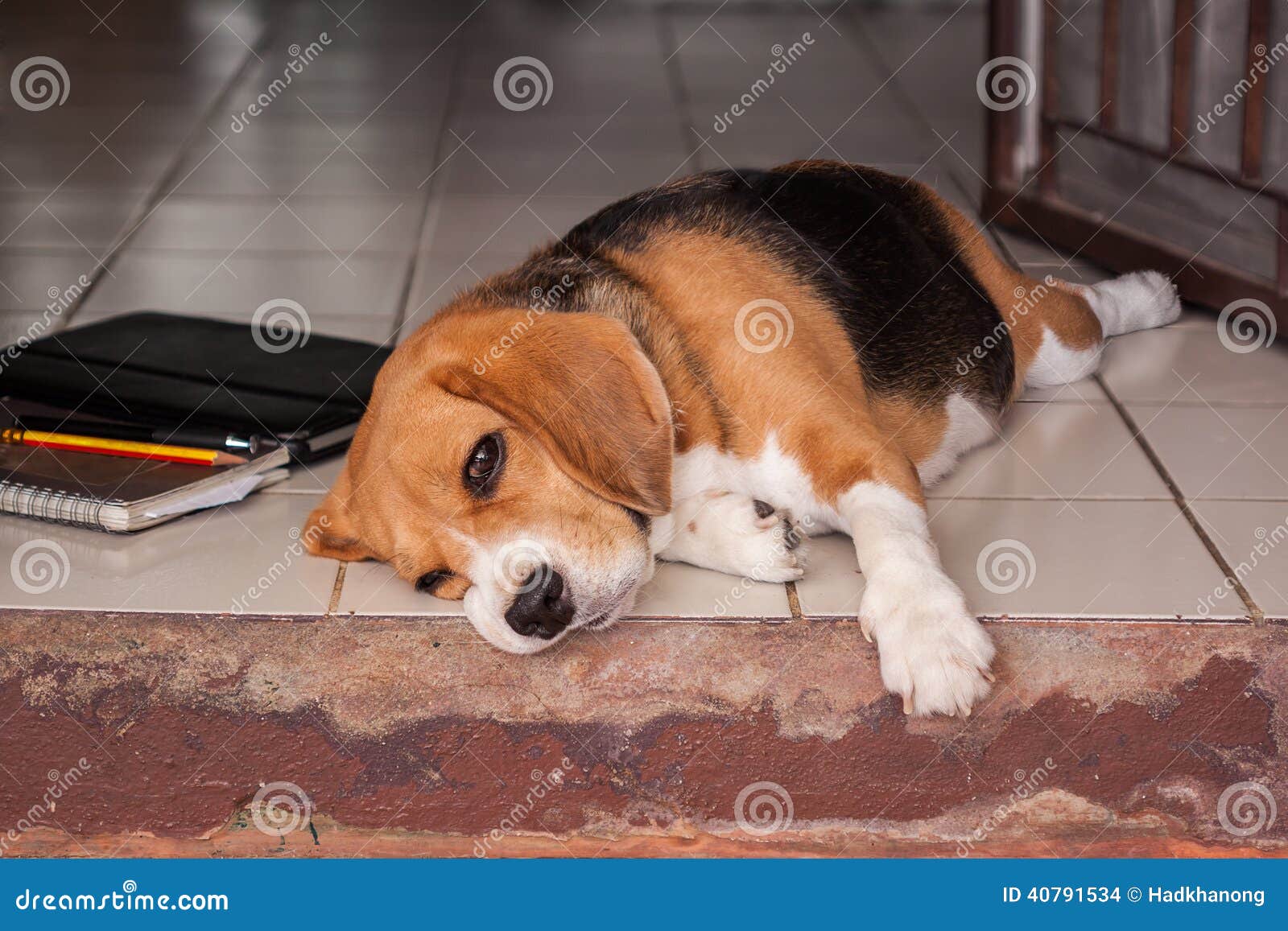 Sleepy beagle stock photo. Image of puppy, kennel, sleep - 40791534