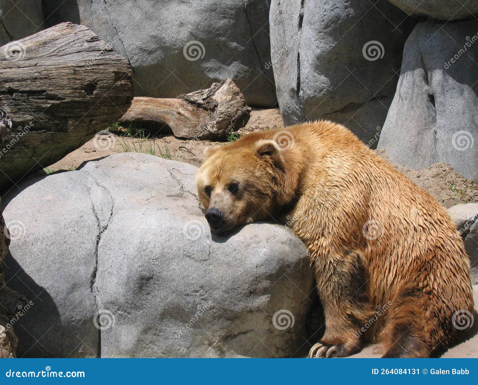 Sleepy Bear Looking cuddly stock image. Image of safari - 264084131