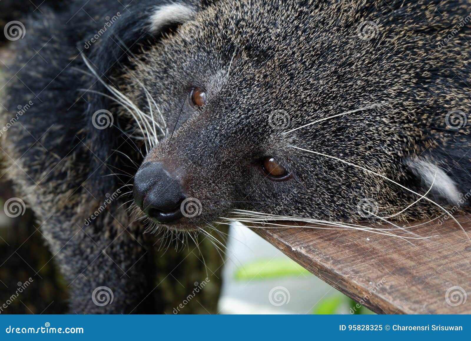 Sleepy binturong stock image. Image of tree, gungle, young - 95828325