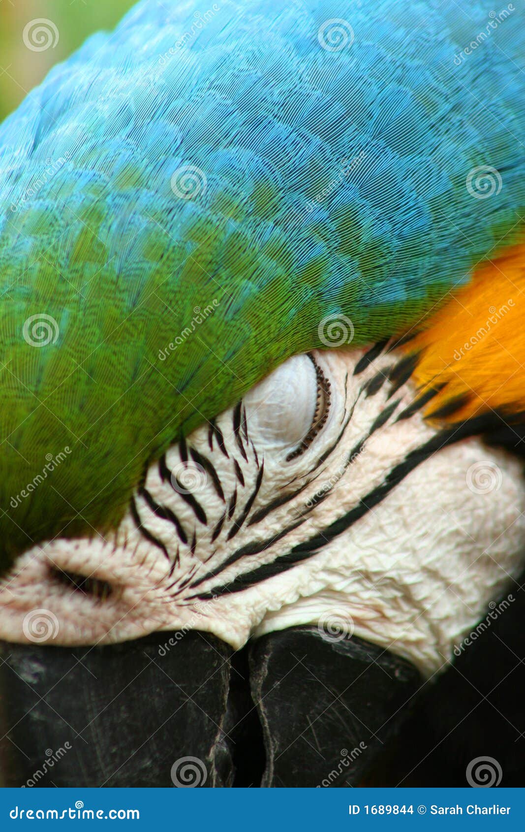 Sleepy Bird stock photo. Image of blue, bird, yellow, green - 1689844