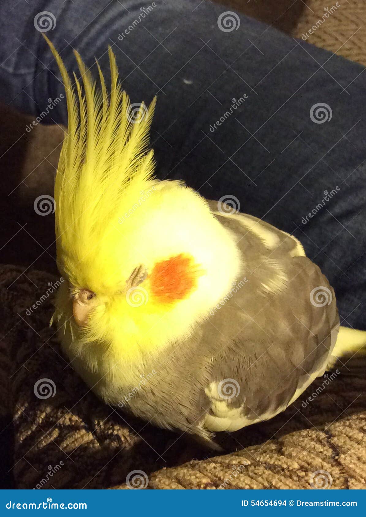 Sleepy bird stock photo. Image of sleeping, bird, couch - 54654694