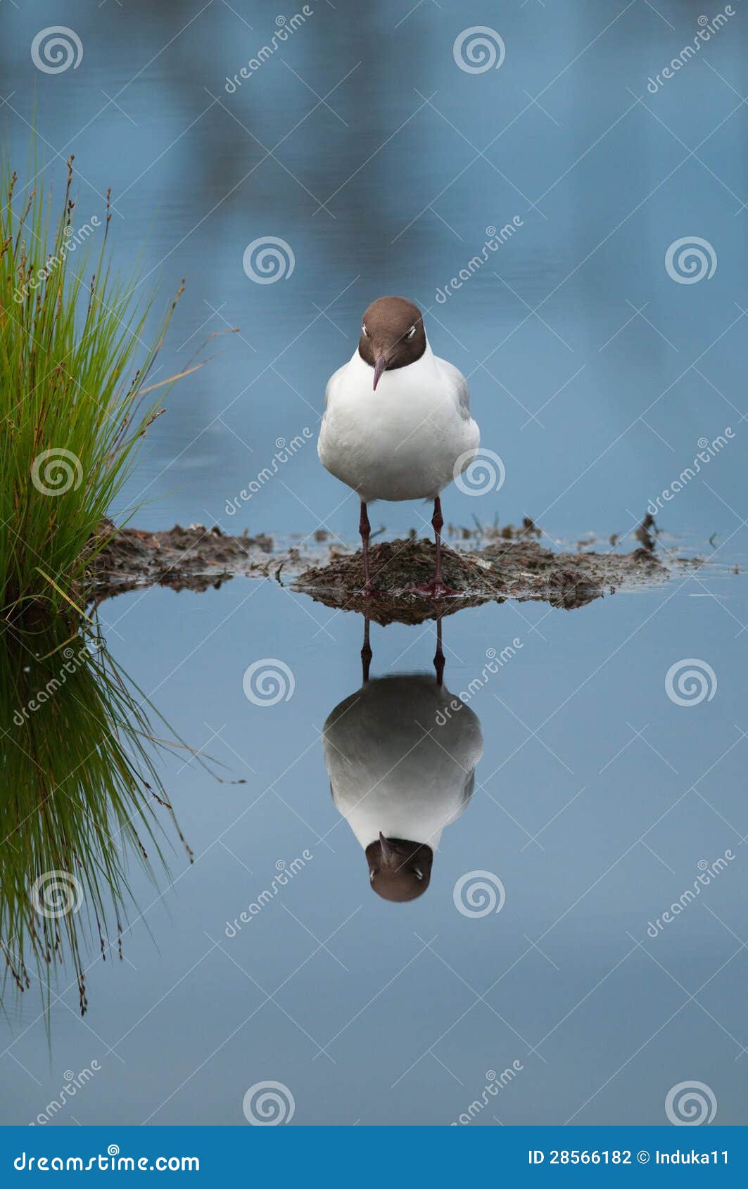Sleepy black-headed gull stock photo. Image of sleeping - 28566182