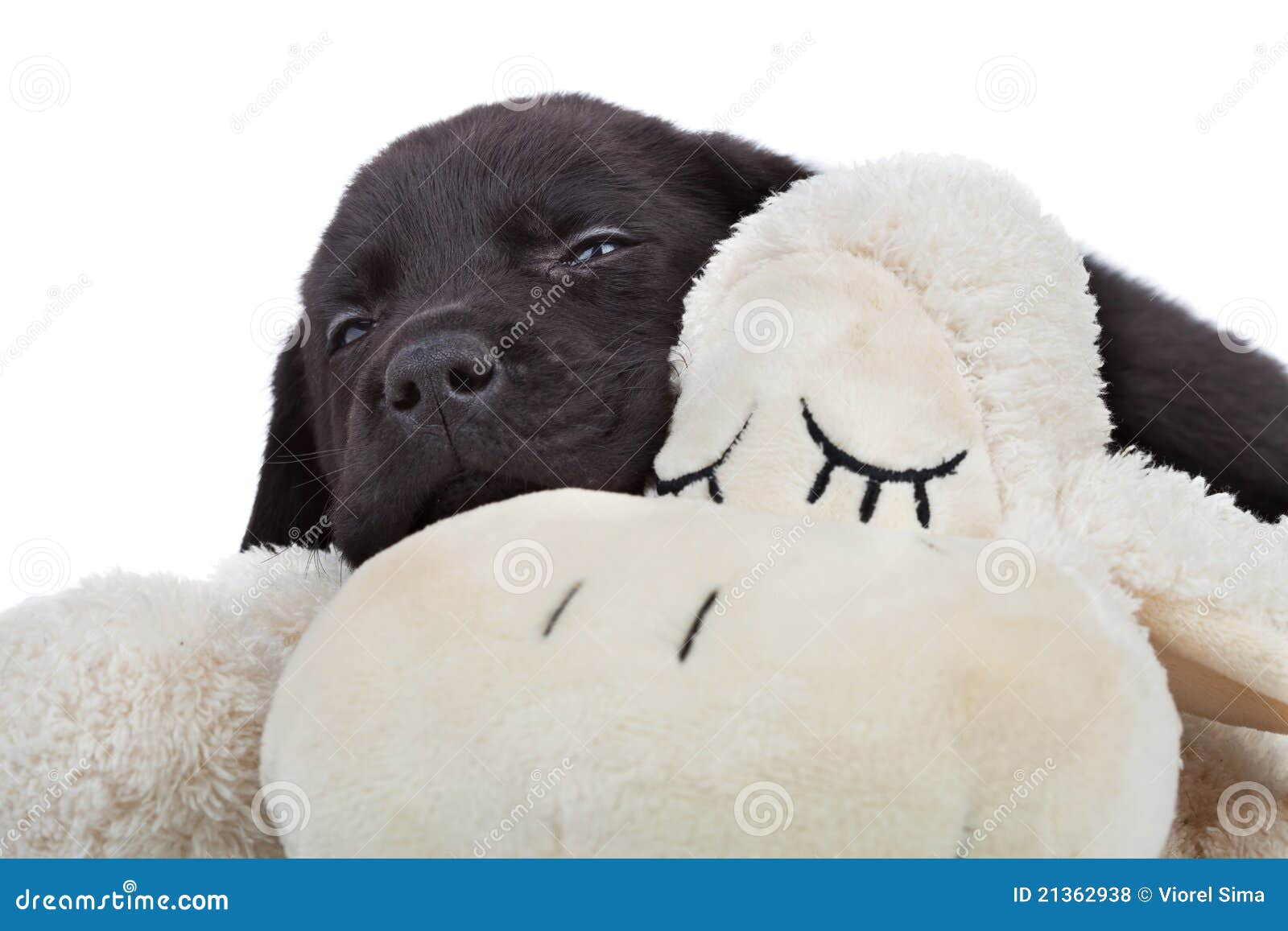 Sleepy Black Labrador Puppy Stock Photo - Image of grooming, sleepy ...