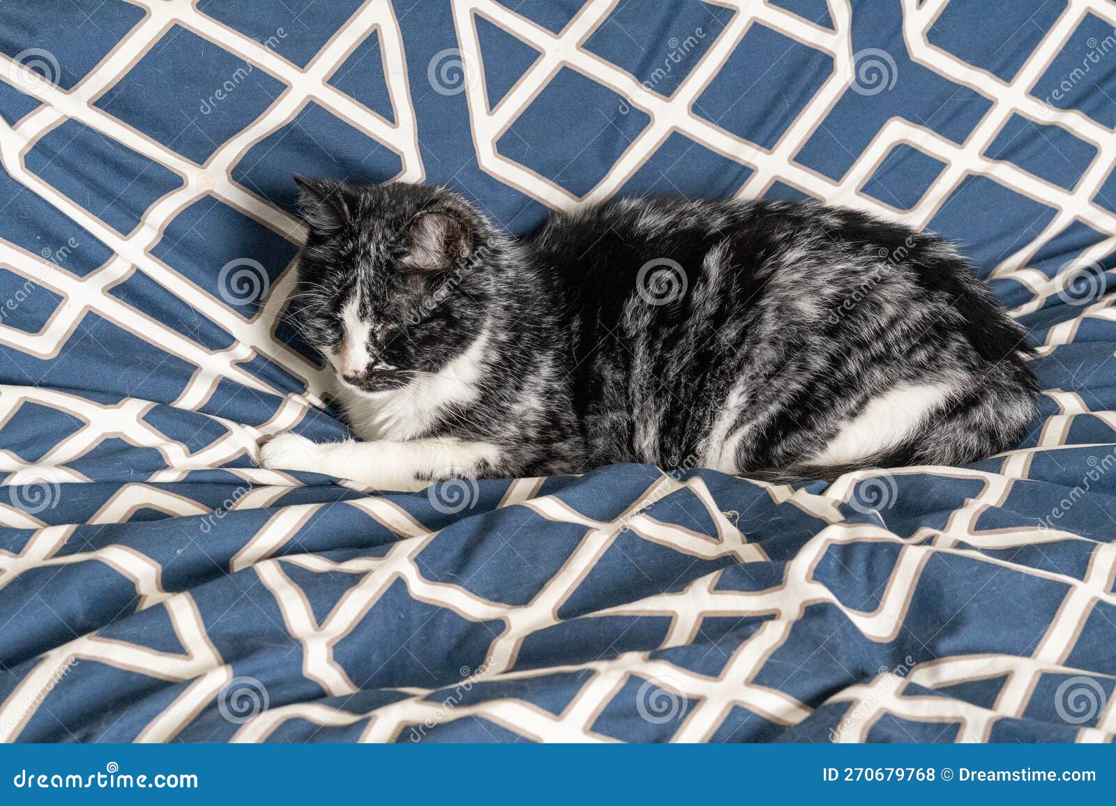 Sleepy Black and White Cat on Bed Stock Photo - Image of fluffy, home ...