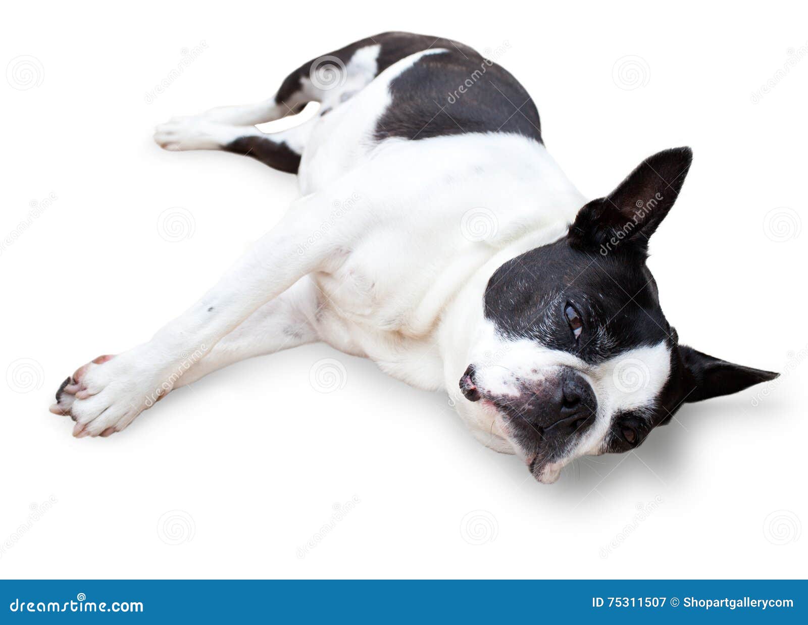 Sleepy Boston Terrier Dog stock image. Image of terrier - 75311507