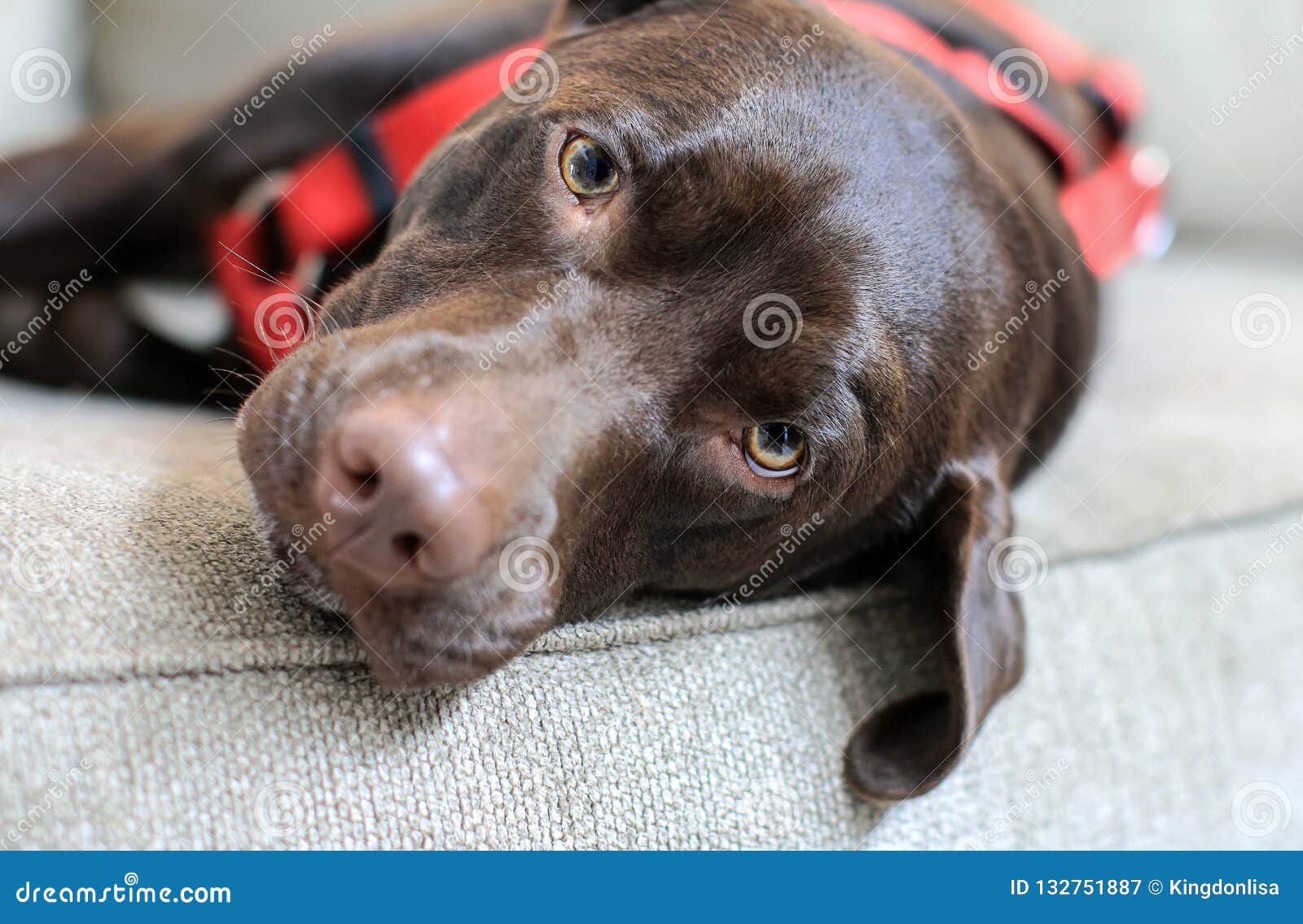 Sleepy Brown Labrador on the Sofa Stock Image - Image of loveable ...