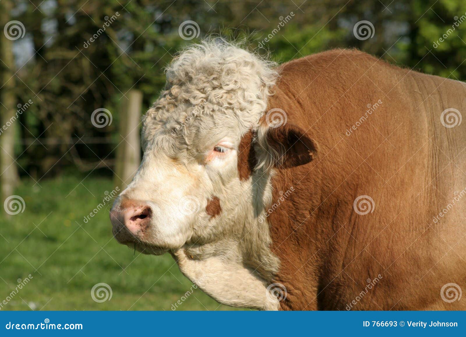 Sleepy Bull stock image. Image of handsome, agriculture - 766693