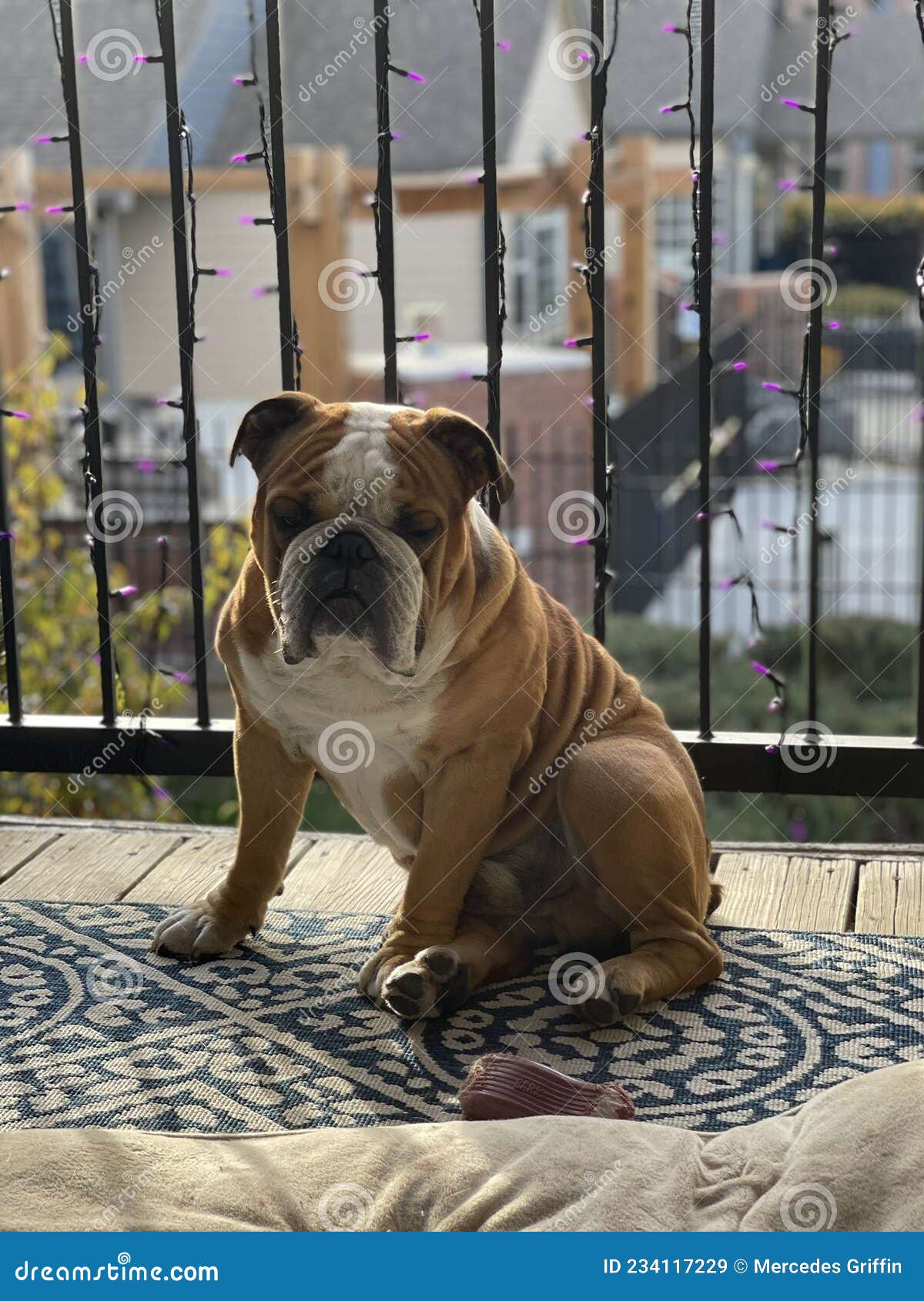 Sleepy bull dog stock image. Image of puppy, person - 234117229