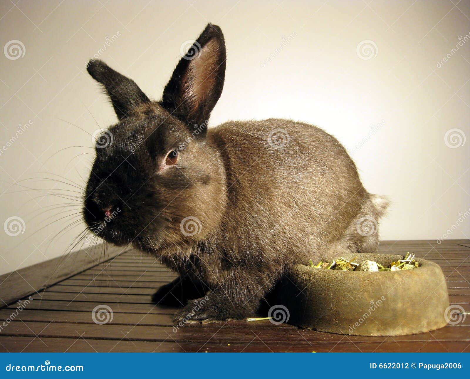 Sleepy bunny 3 stock photo. Image of friendly, detail - 6622012