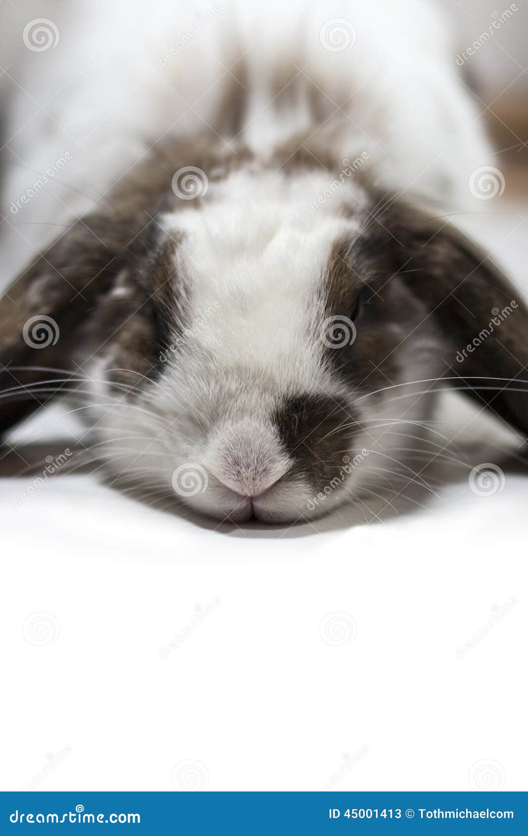 Sleepy Bunny stock image. Image of shot, bunny, pretty - 45001413