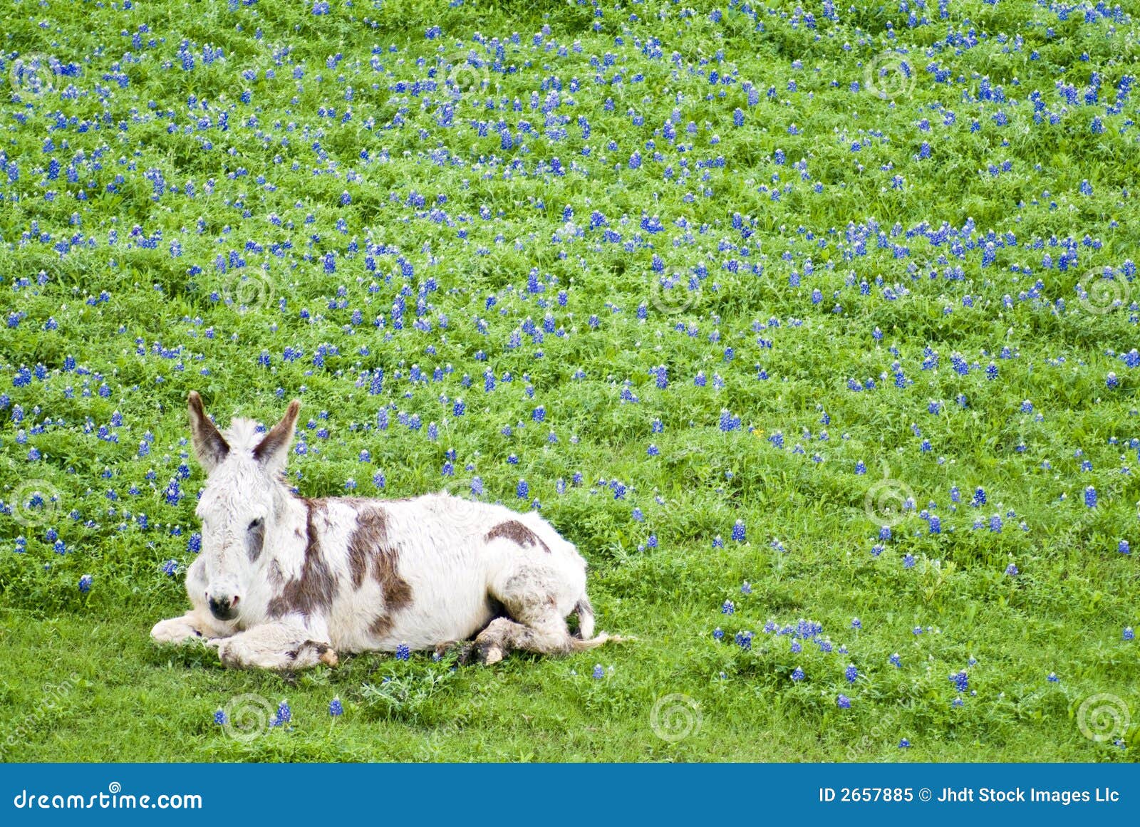 Sleepy Burro stock image. Image of field, domesticated - 2657885