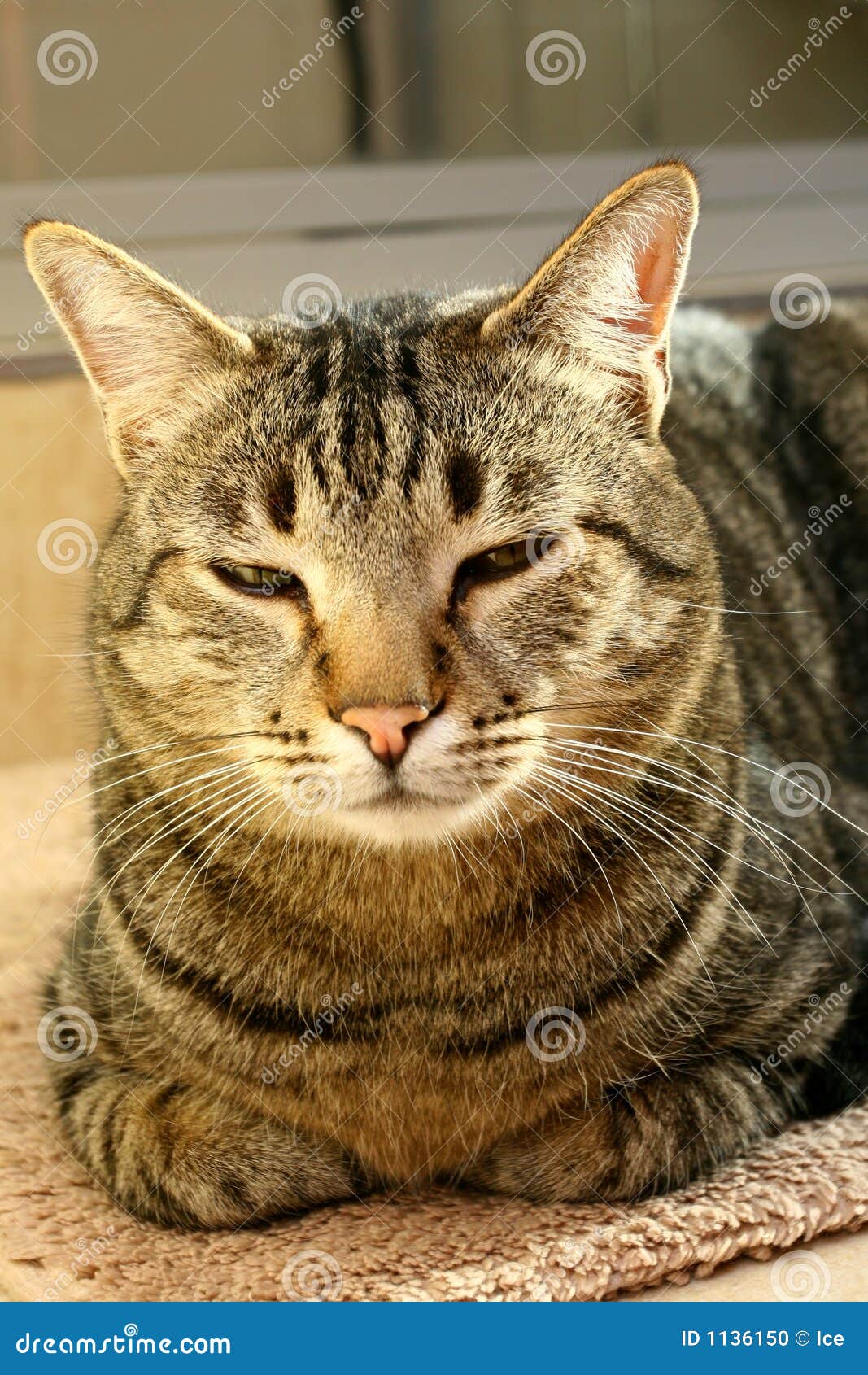 Sleepy Cat stock photo. Image of drowsy, animal, whiskers - 1136150