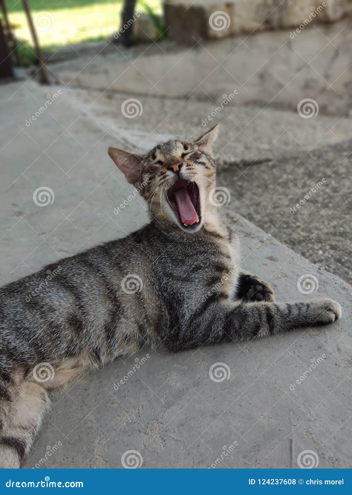 Dizzy Tiger Stock Photos - Free & Royalty-Free Stock Photos from Dreamstime