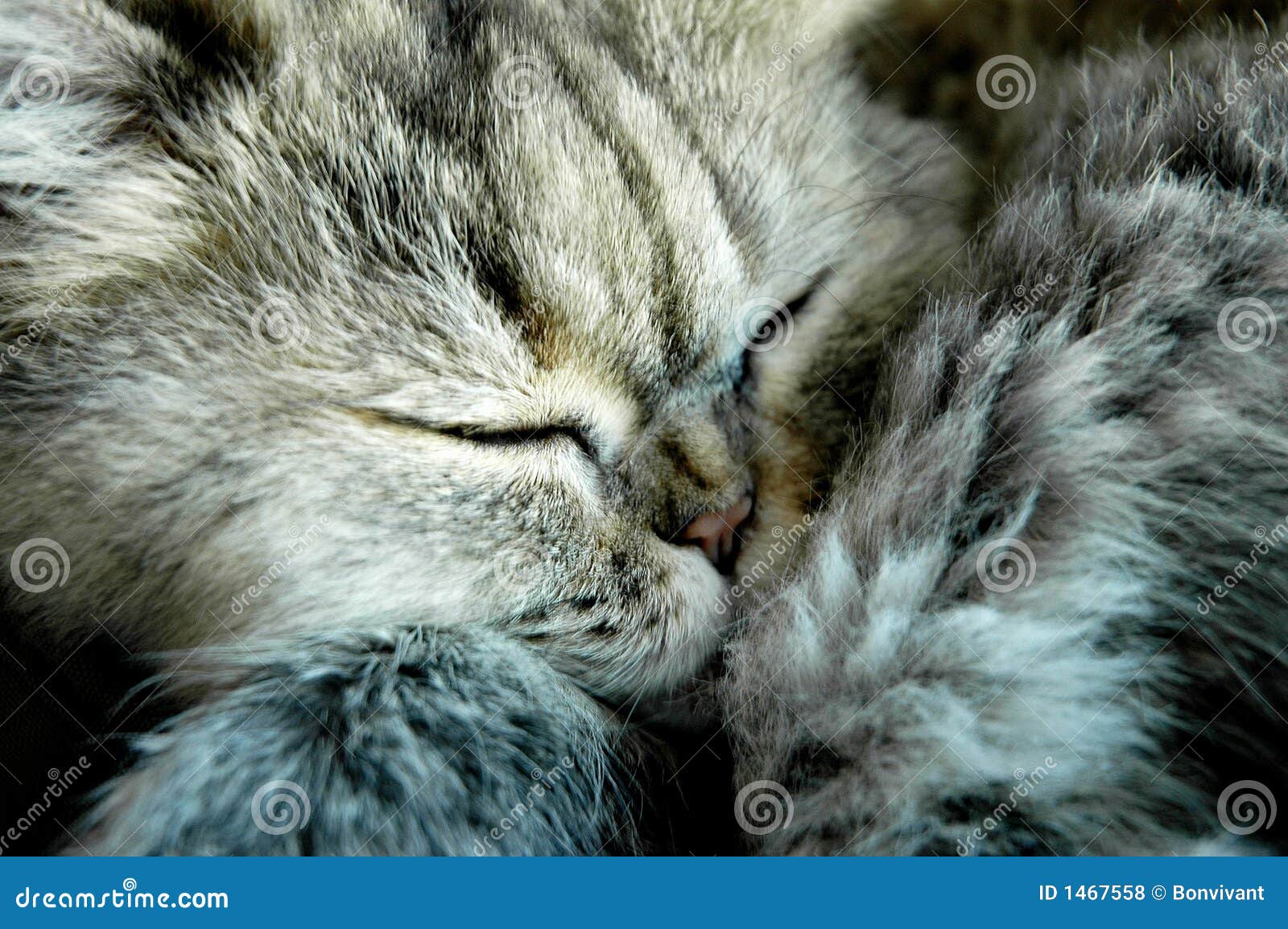 Sleepy cat stock photo. Image of curled, curl, kitten - 1467558