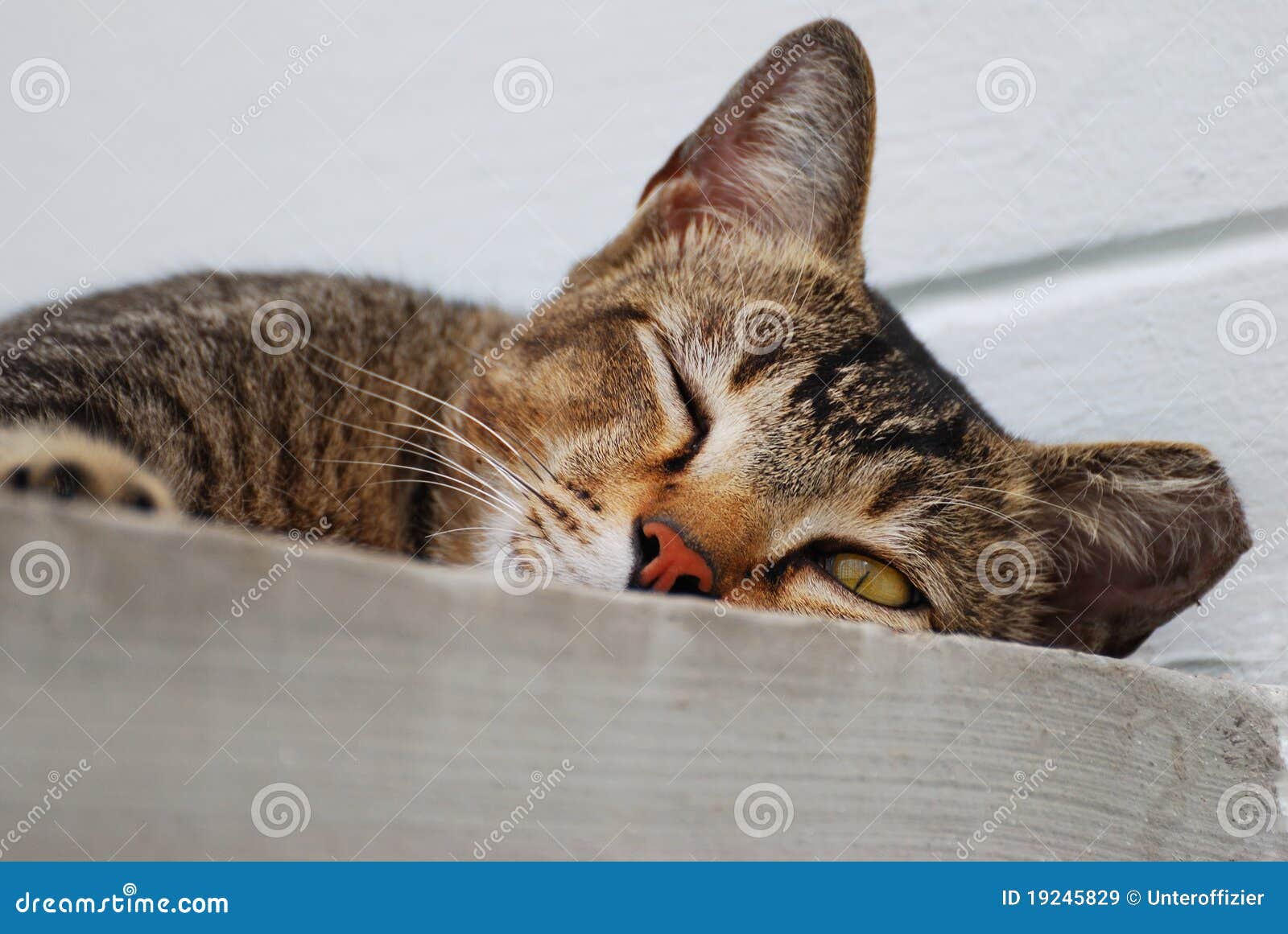 Sleepy Cat stock image. Image of wink, sleepy, curious - 19245829