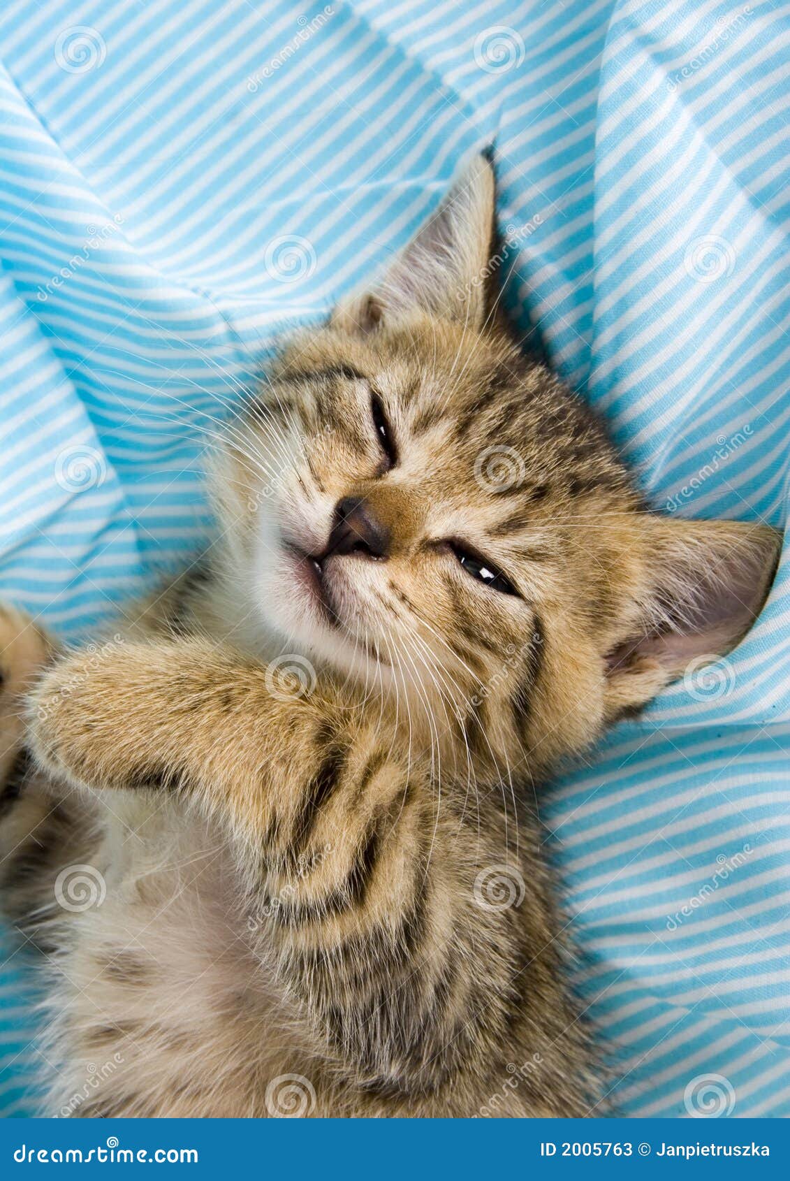 Sleepy Cat Stock Photos - Image: 2005763