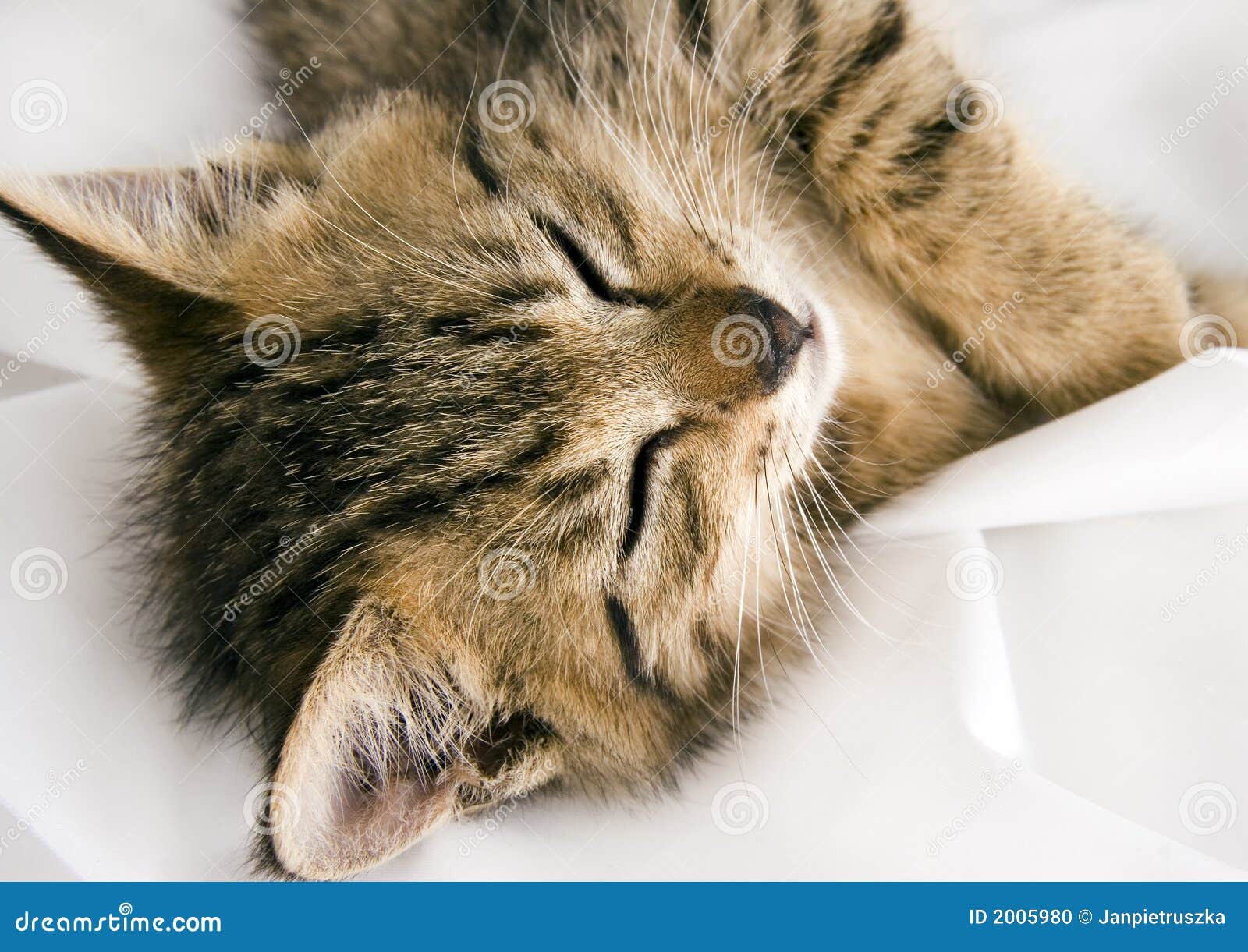 Sleepy cat stock photo. Image of brown, pets, fauna, silvestris - 2005980