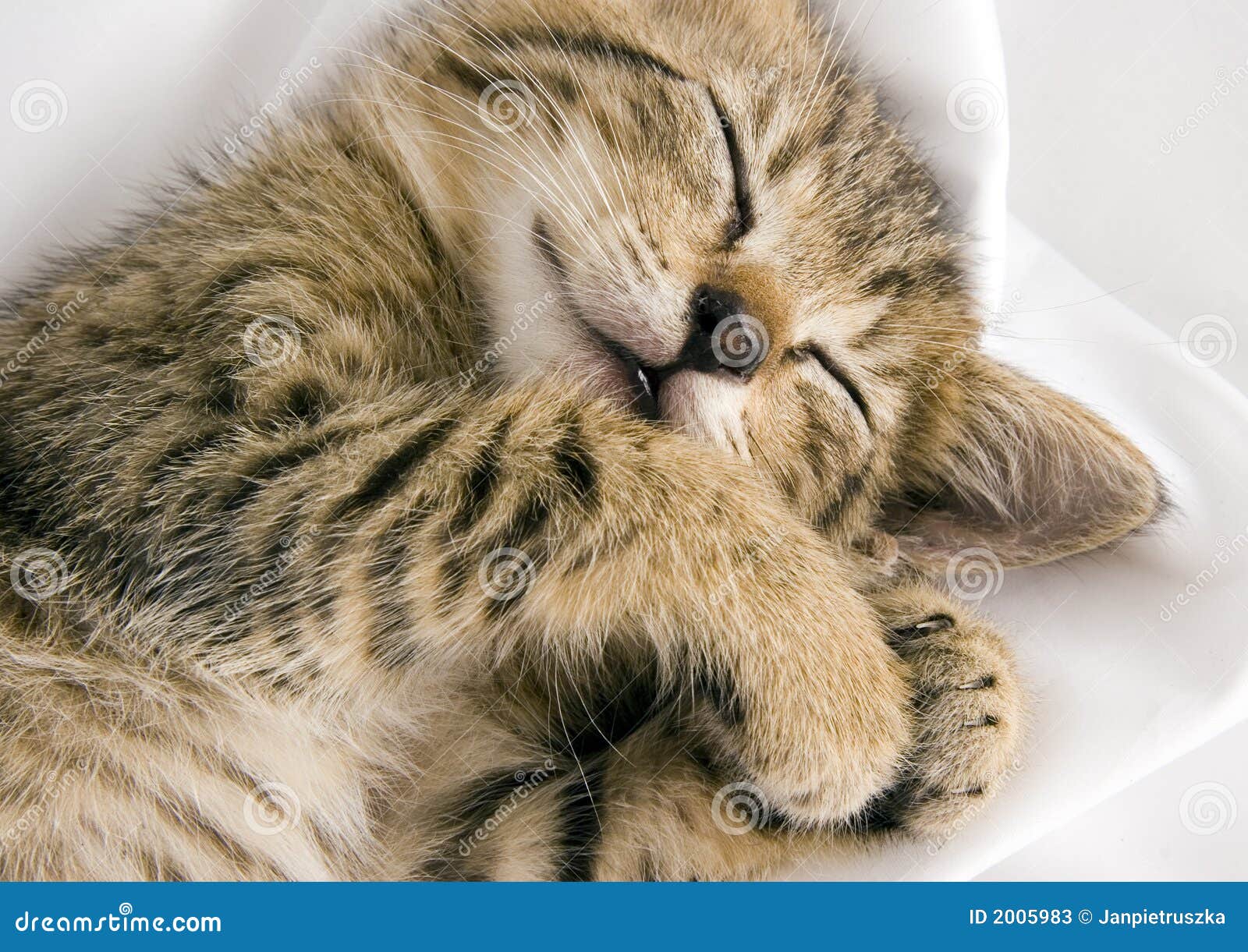 Sleepy cat stock image. Image of pets, coat, shorthair - 2005983